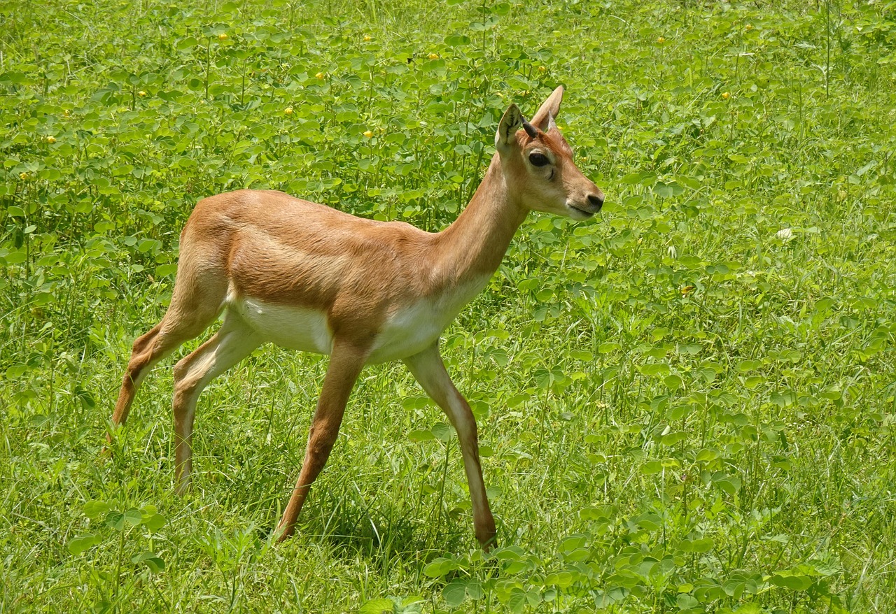 Blackbuck Indian Antelope Wild - Free photo on Pixabay