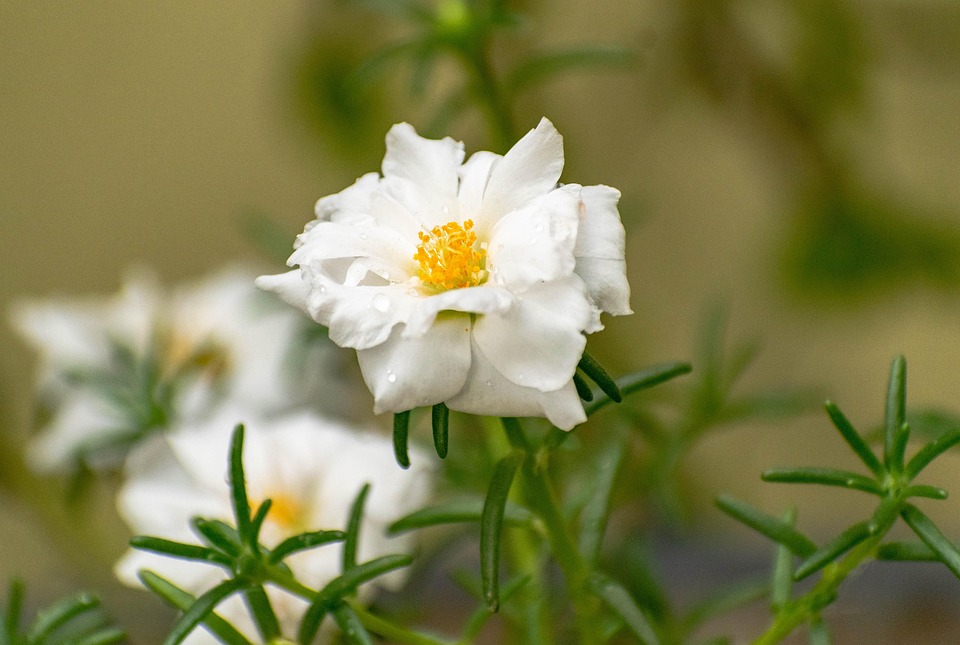 Buttercup Flowers White - Free photo on Pixabay