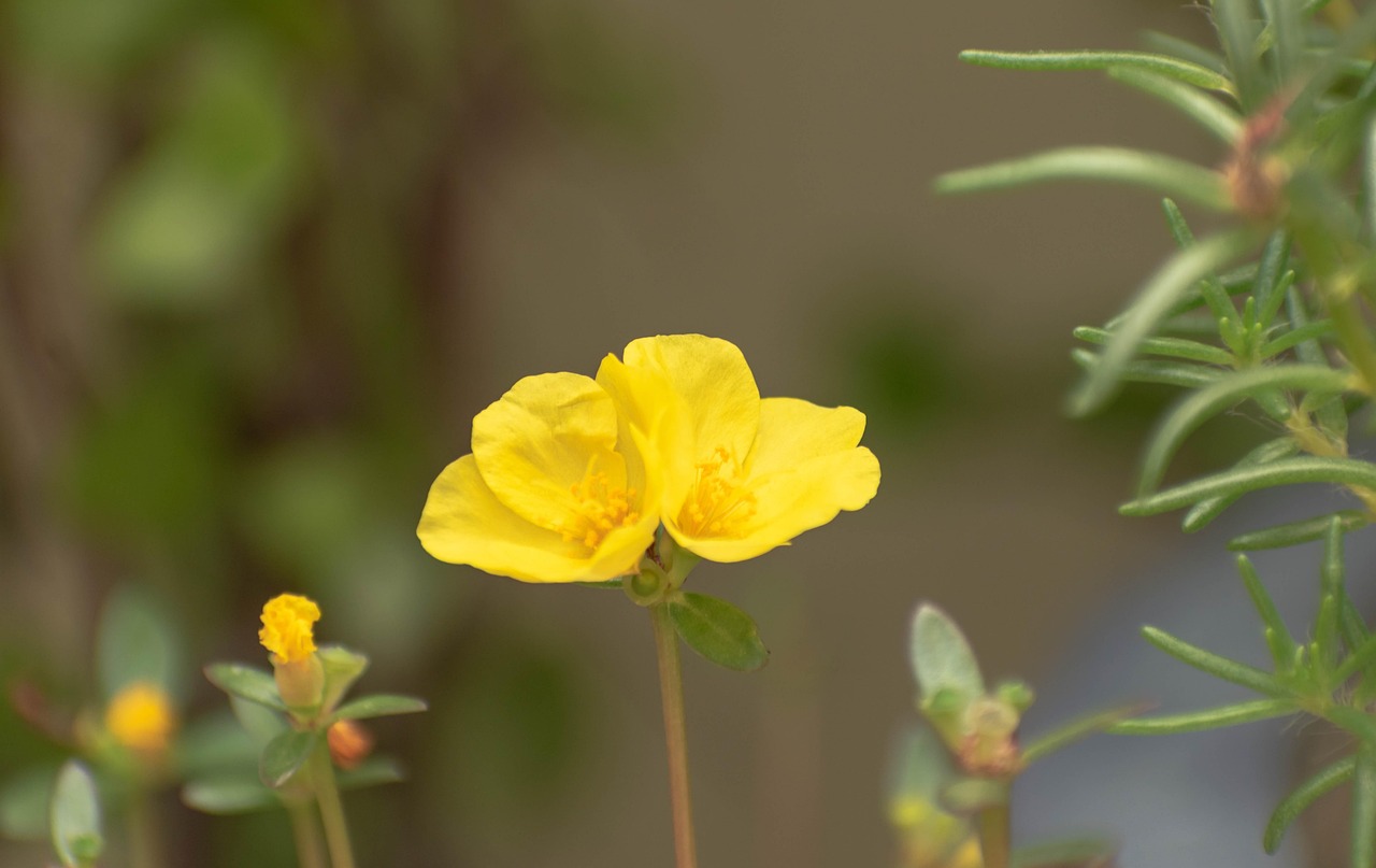 Flower Yellow Potentilla - Free photo on Pixabay - Pixabay