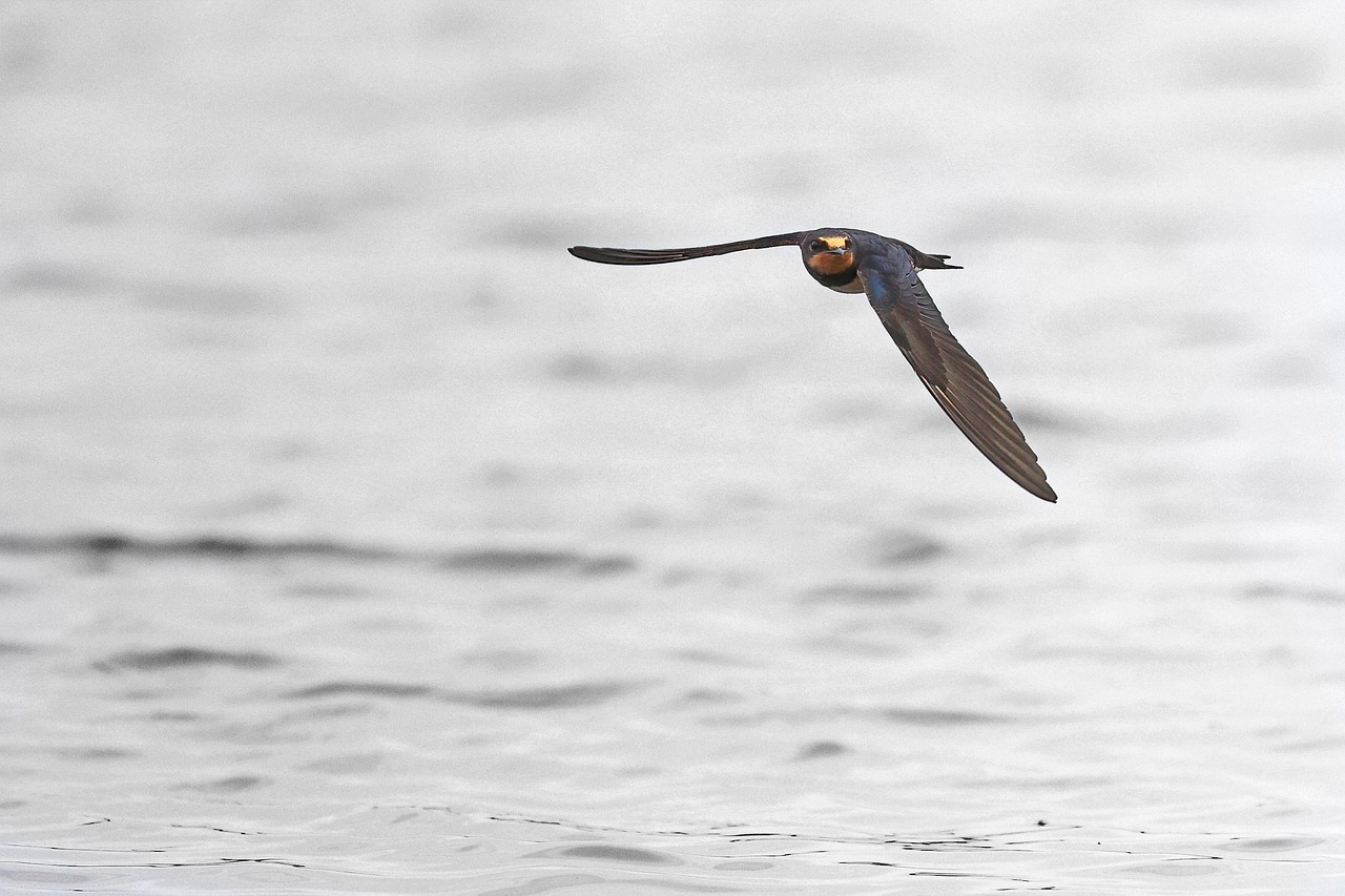 Barn Swallow Bird - Free photo on Pixabay - Pixabay
