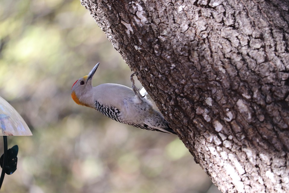 Woodpecker Wildlife Backyard - Free photo on Pixabay