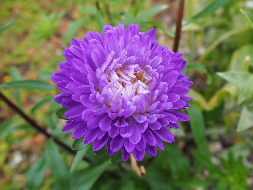 Flower Aster Blossom - Free photo on Pixabay - Pixabay