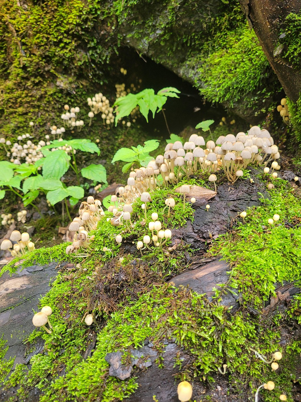 Mushrooms Forest - Free photo on Pixabay