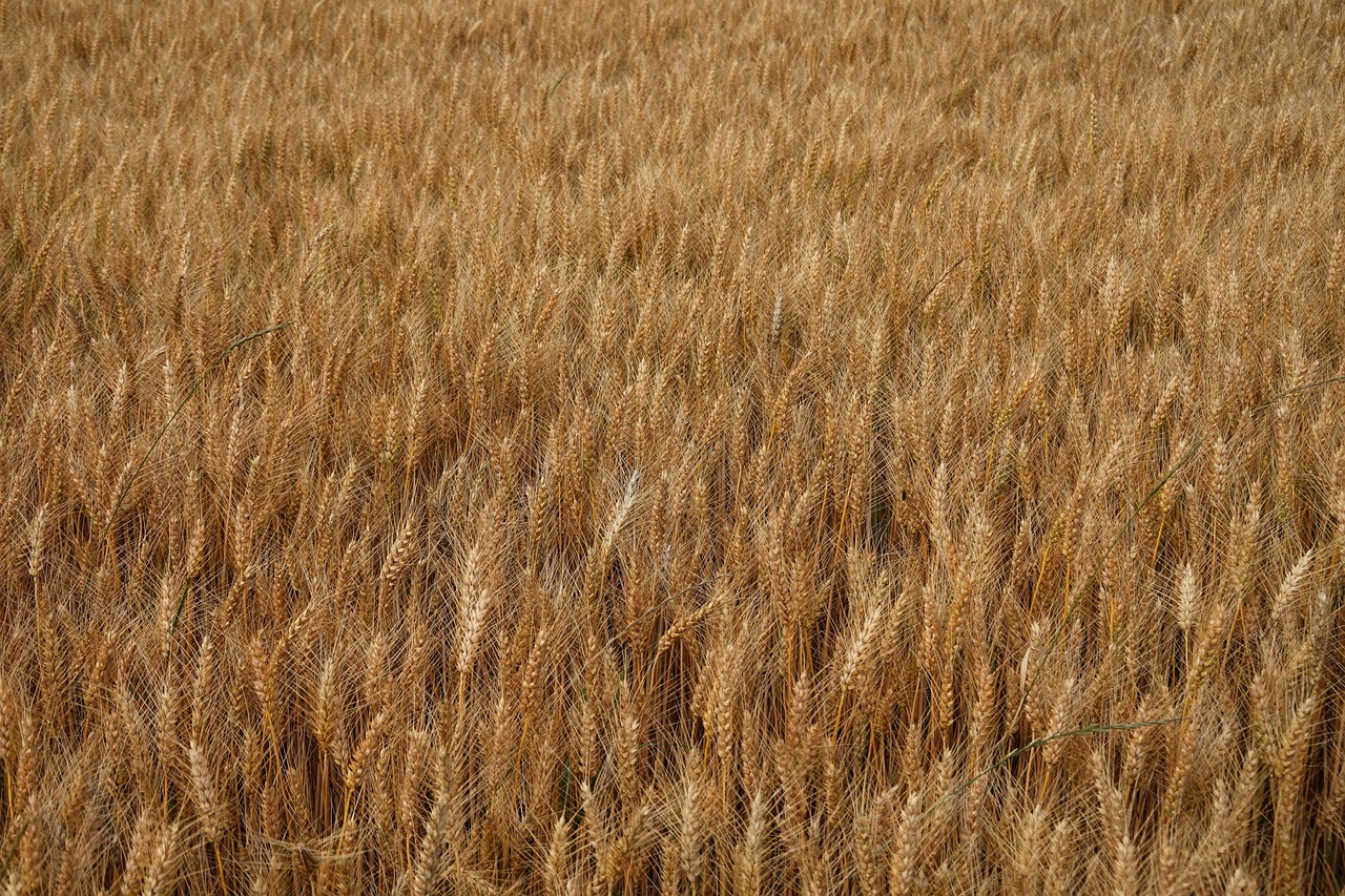 Wheat Field - Free photo on Pixabay - Pixabay