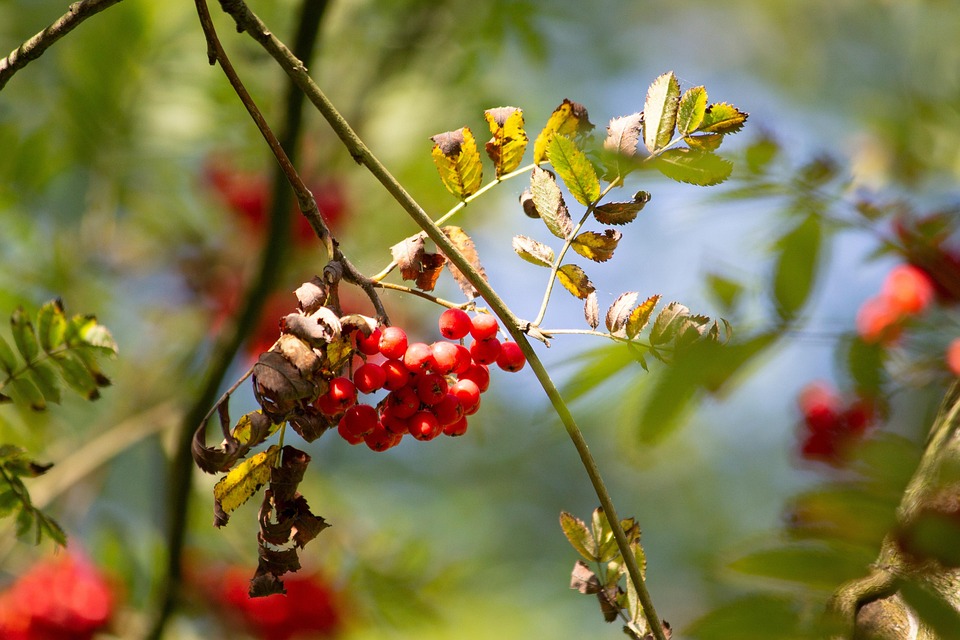 罗文浆果 罗文 山灰 - Pixabay上的免费照片 - Pixabay