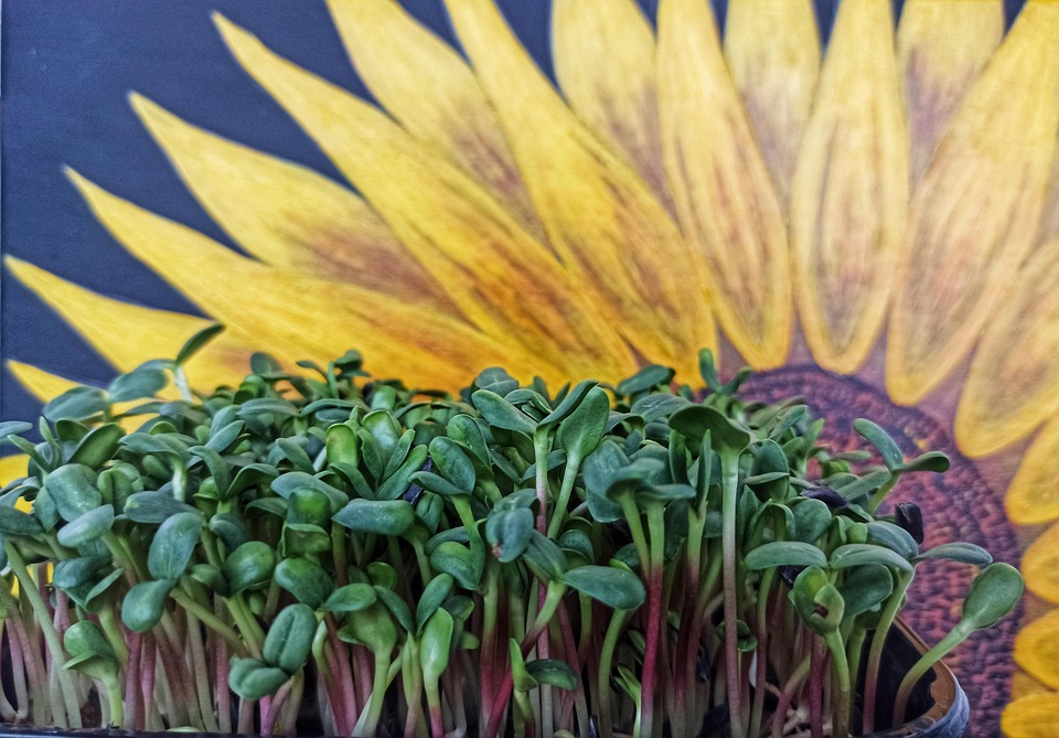 Sunflowers Sprouts Painting - Free photo on Pixabay