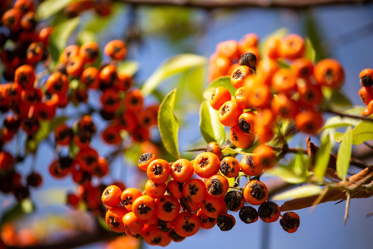 Rowanberry Rowanberries Rowan - Free photo on Pixabay - Pixabay