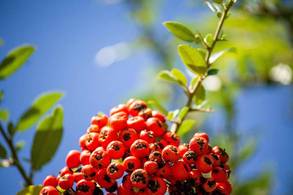 Rowanberry Rowanberries Rowan - Free photo on Pixabay - Pixabay