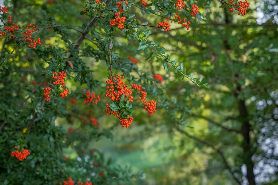 Color Contest Fruit Sea Buckthorn - Free photo on Pixabay - Pixabay