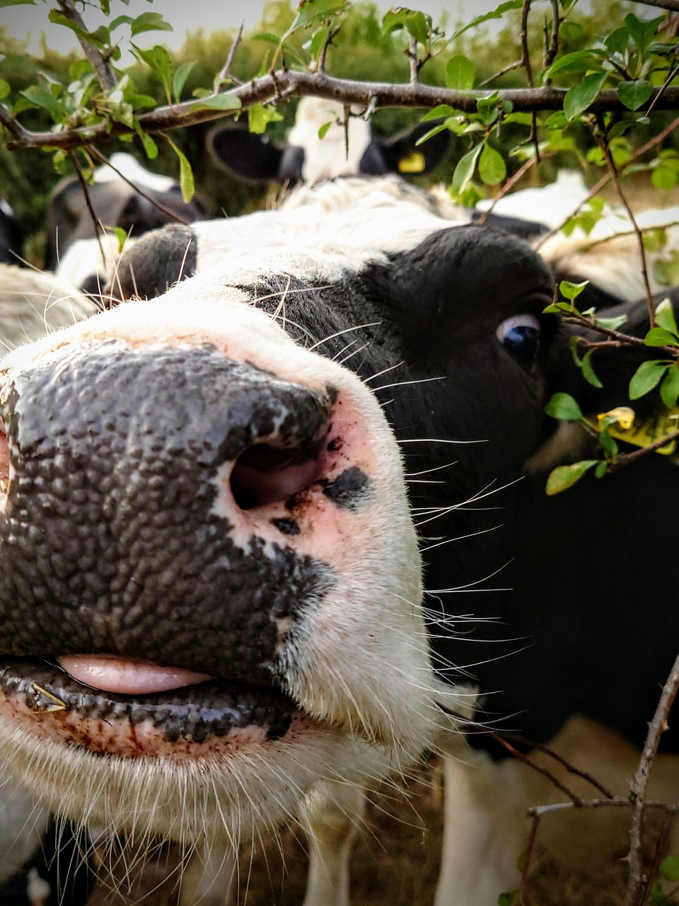 Sapi Bermuka Tebal Lidah - Foto gratis di Pixabay - Pixabay
