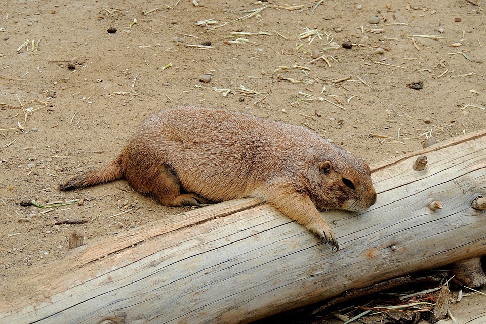 Prairie Dog Rodent Animal - Free photo on Pixabay - Pixabay