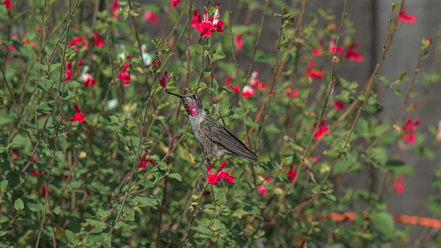 Hummingbird Bird Feathers - Free photo on Pixabay - Pixabay