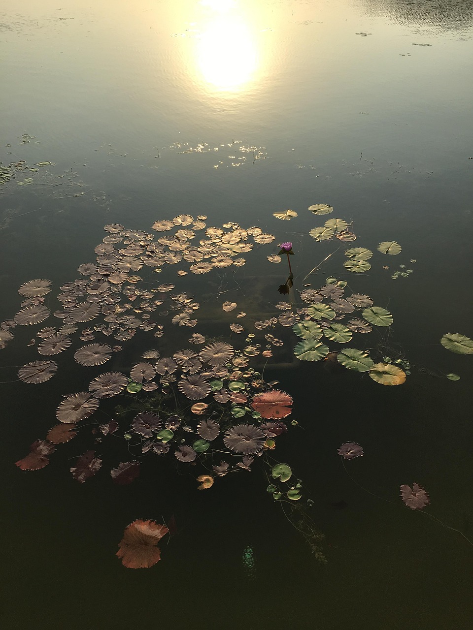 Lotus Feuille De Étang - Photo gratuite sur Pixabay - Pixabay