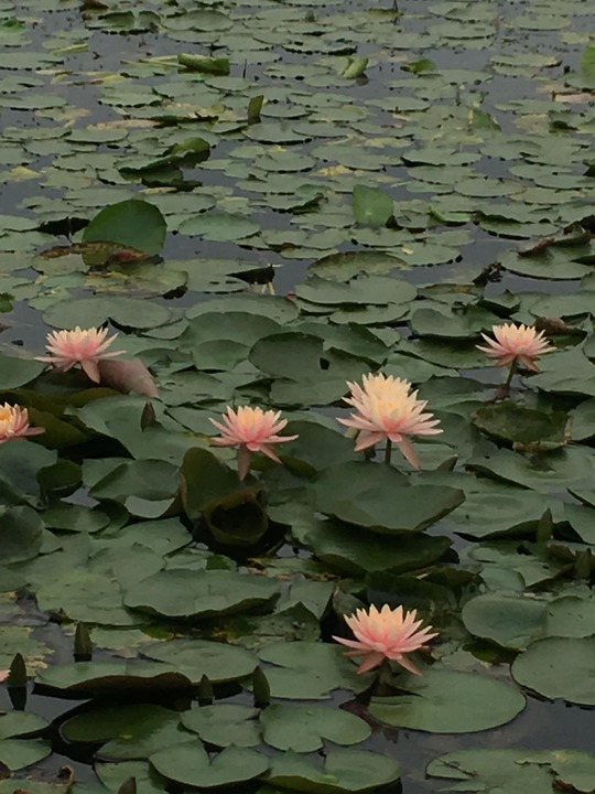 Lotus Feuille De Étang - Photo gratuite sur Pixabay - Pixabay
