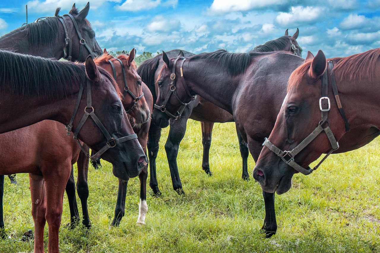 Horses Equine Animal - Free photo on Pixabay - Pixabay