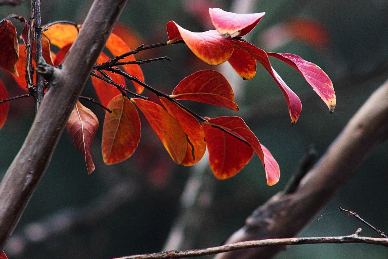 20,000+ Free Autumn Equinox & Autumn Images - Pixabay