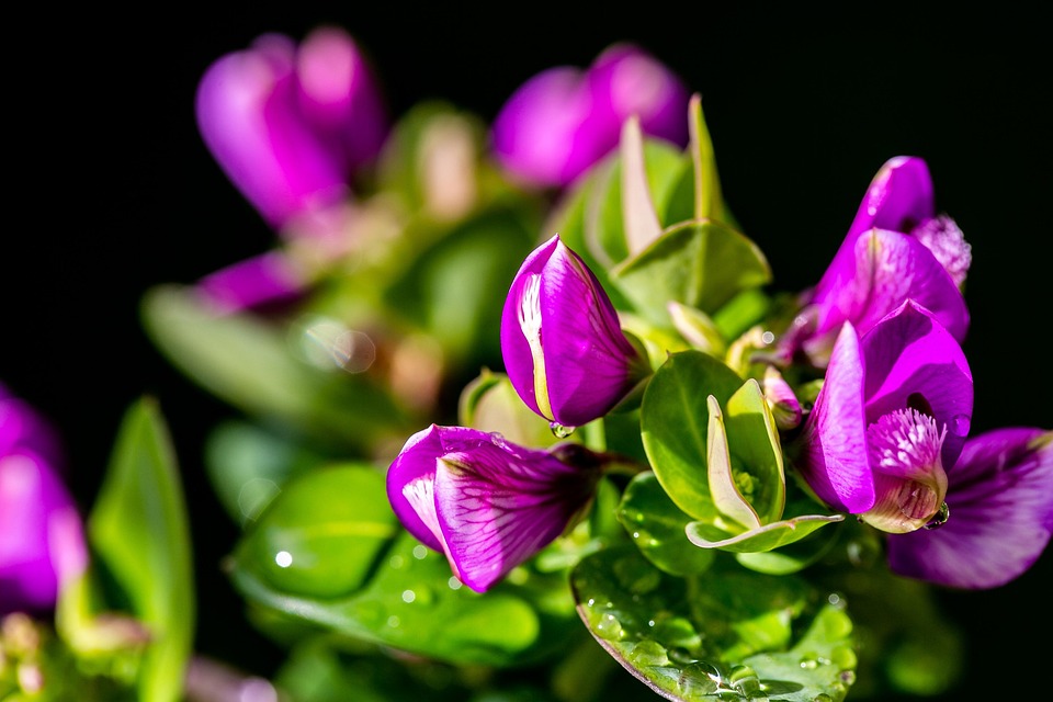 Wildflowers Purple Flowers - Free photo on Pixabay