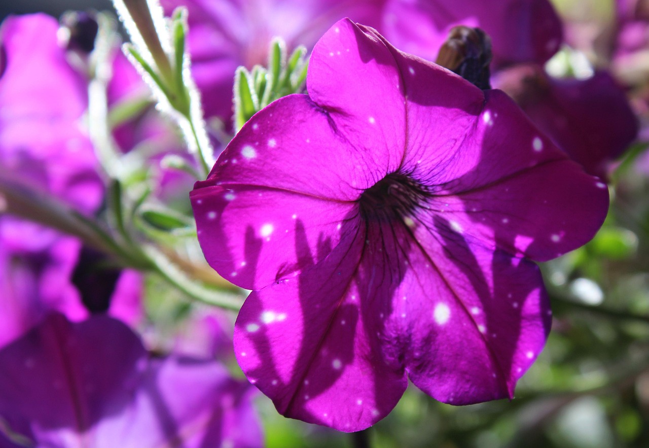 Petunias Purple Flowers - Free photo on Pixabay - Pixabay