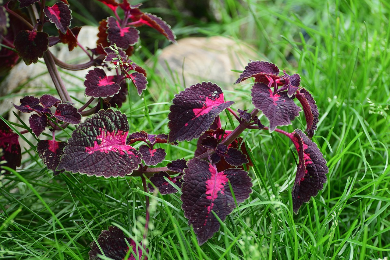 Daun Merah Tanaman Rumput - Foto gratis di Pixabay - Pixabay