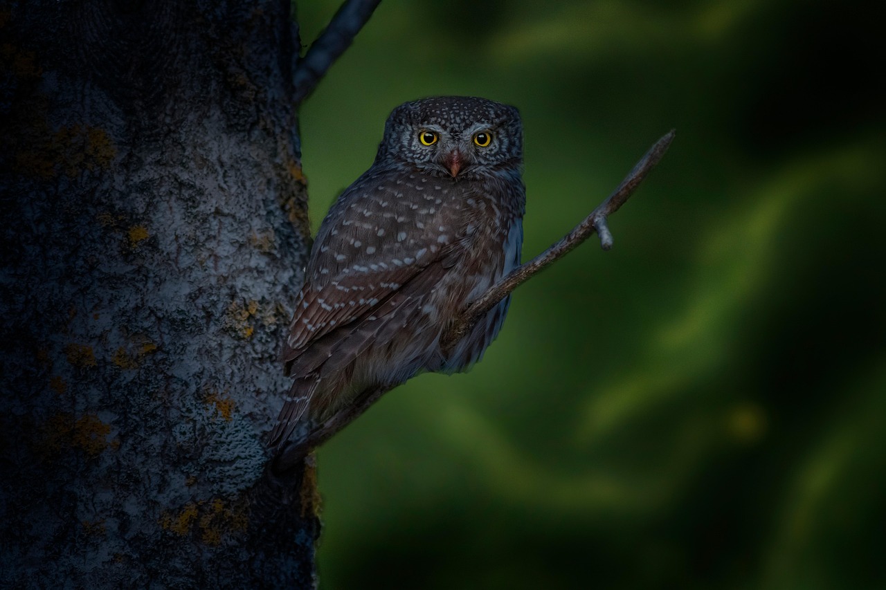 Oiseau Hibou Chouette Pygmée - Photo gratuite sur Pixabay - Pixabay