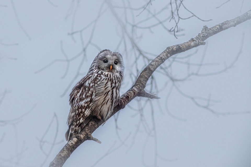 Ural Owl Bird Strix - Free photo on Pixabay - Pixabay
