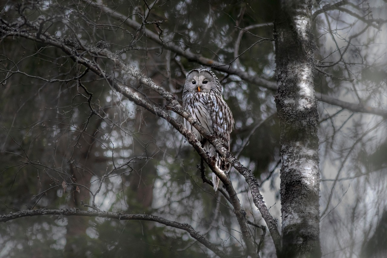 Chouette De L'Oural Hibou Oiseau - Photo gratuite sur Pixabay - Pixabay