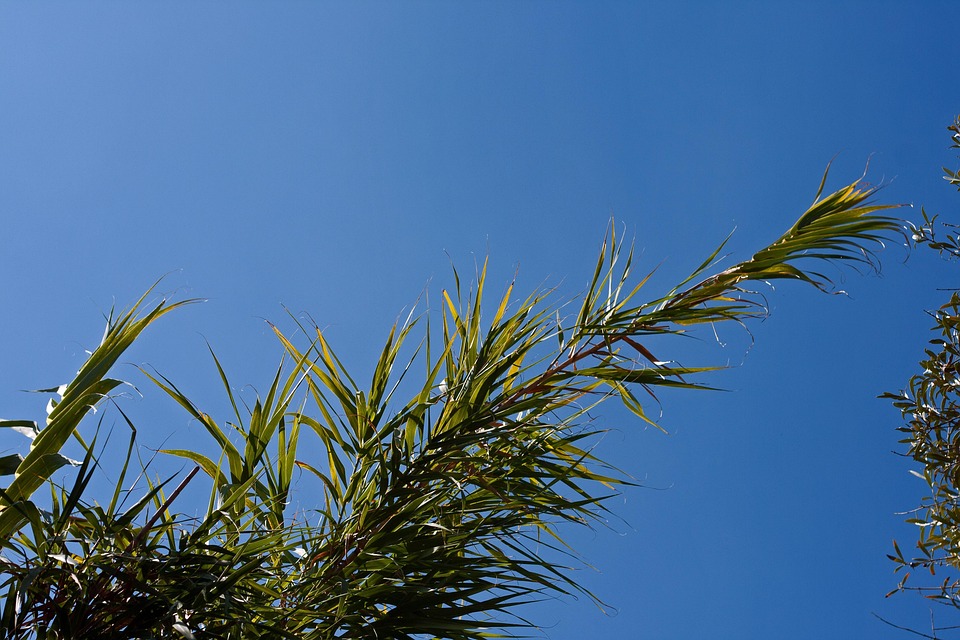 Tips Of Reeds Foliage Leaves - Free photo on Pixabay - Pixabay