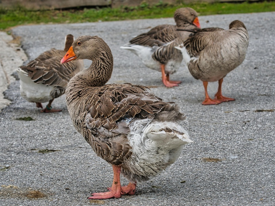 Graugänse Heimische Gänse Tiere - Kostenloses Foto auf Pixabay - Pixabay
