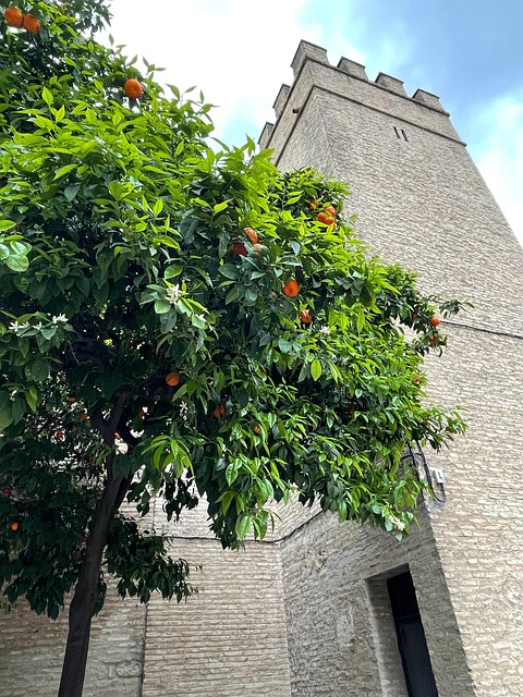Laranja Árvore Torre - Foto gratuita no Pixabay - Pixabay