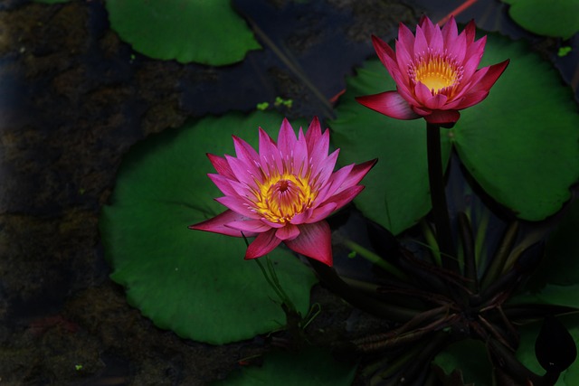 Alam Bunga-Bunga Bloom - Foto gratis di Pixabay - Pixabay