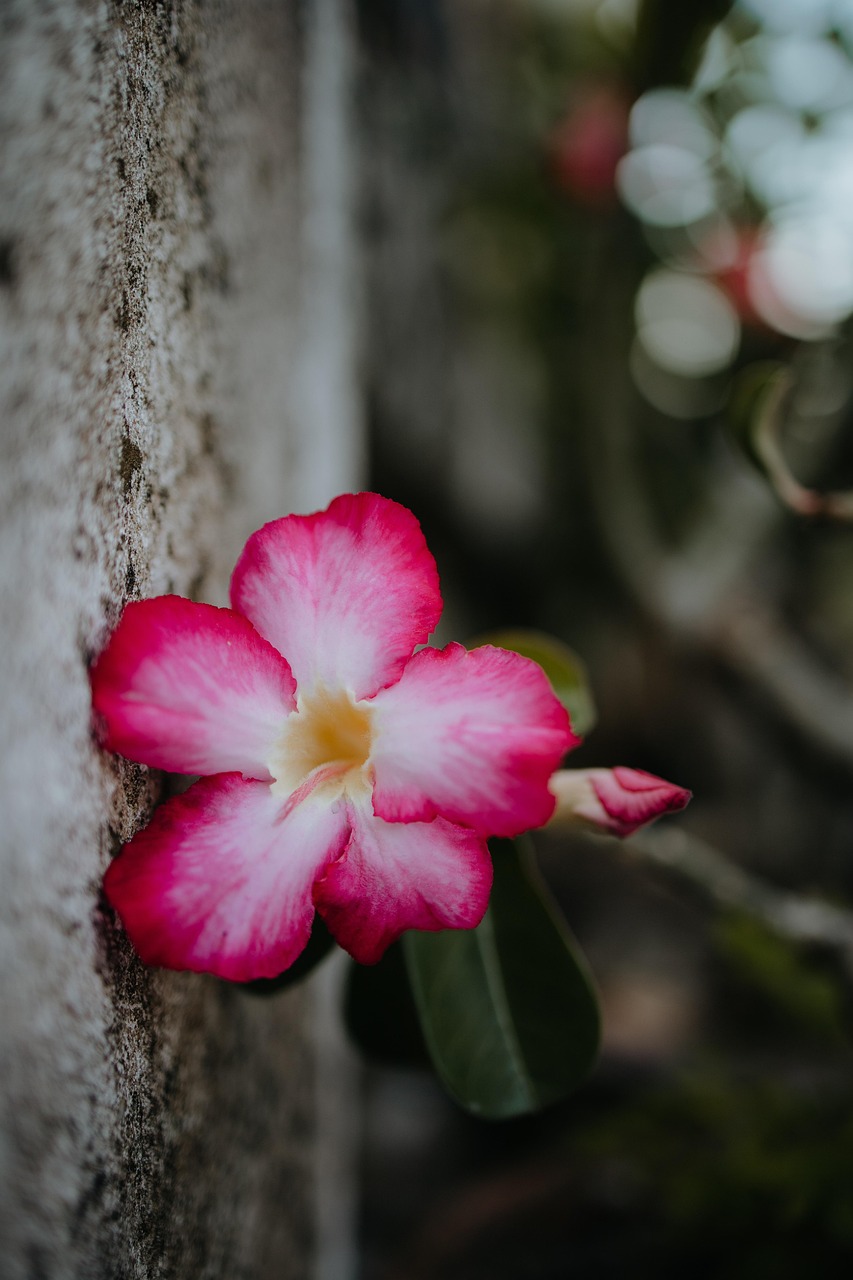 Pink Flower Adenium Desert Rose - Free photo on Pixabay - Pixabay
