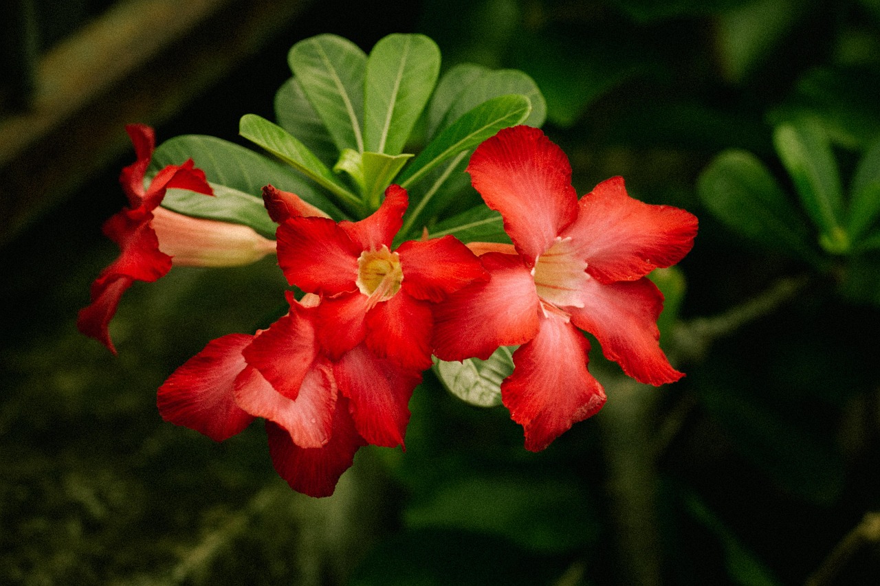 Red Flowers Adenium Desert Roses - Free photo on Pixabay