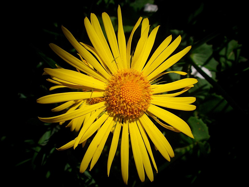 Fleur Nature Jaune - Photo gratuite sur Pixabay - Pixabay
