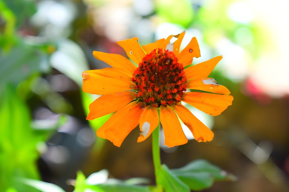Flor Naranja Zinnia - Foto gratis en Pixabay - Pixabay
