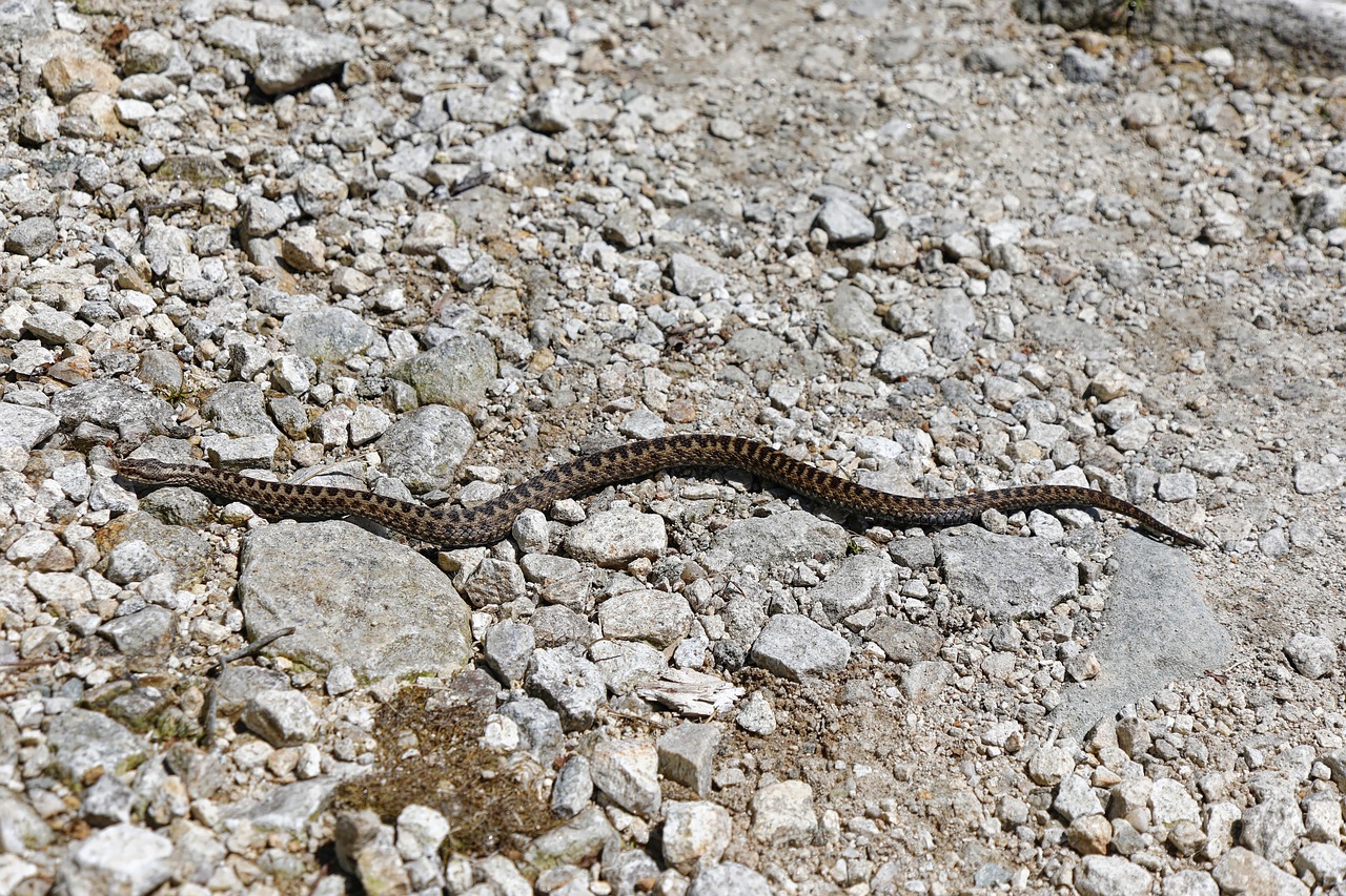 Adder Toxic Line Free Photo On Pixabay