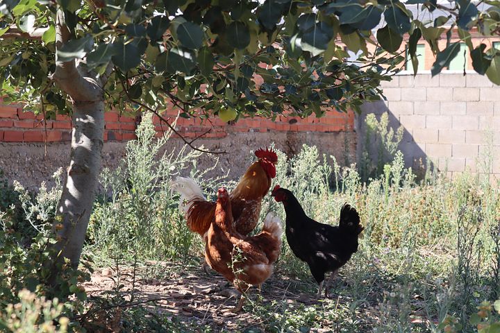 1+ kostenlose Hühnerarten und Gallo-Bilder - Pixabay