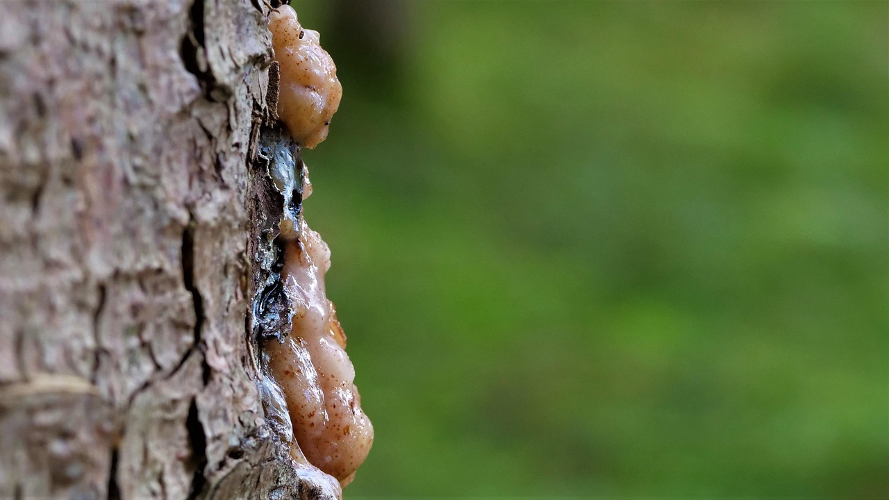 Resin Pohon Damar - Foto gratis di Pixabay - Pixabay