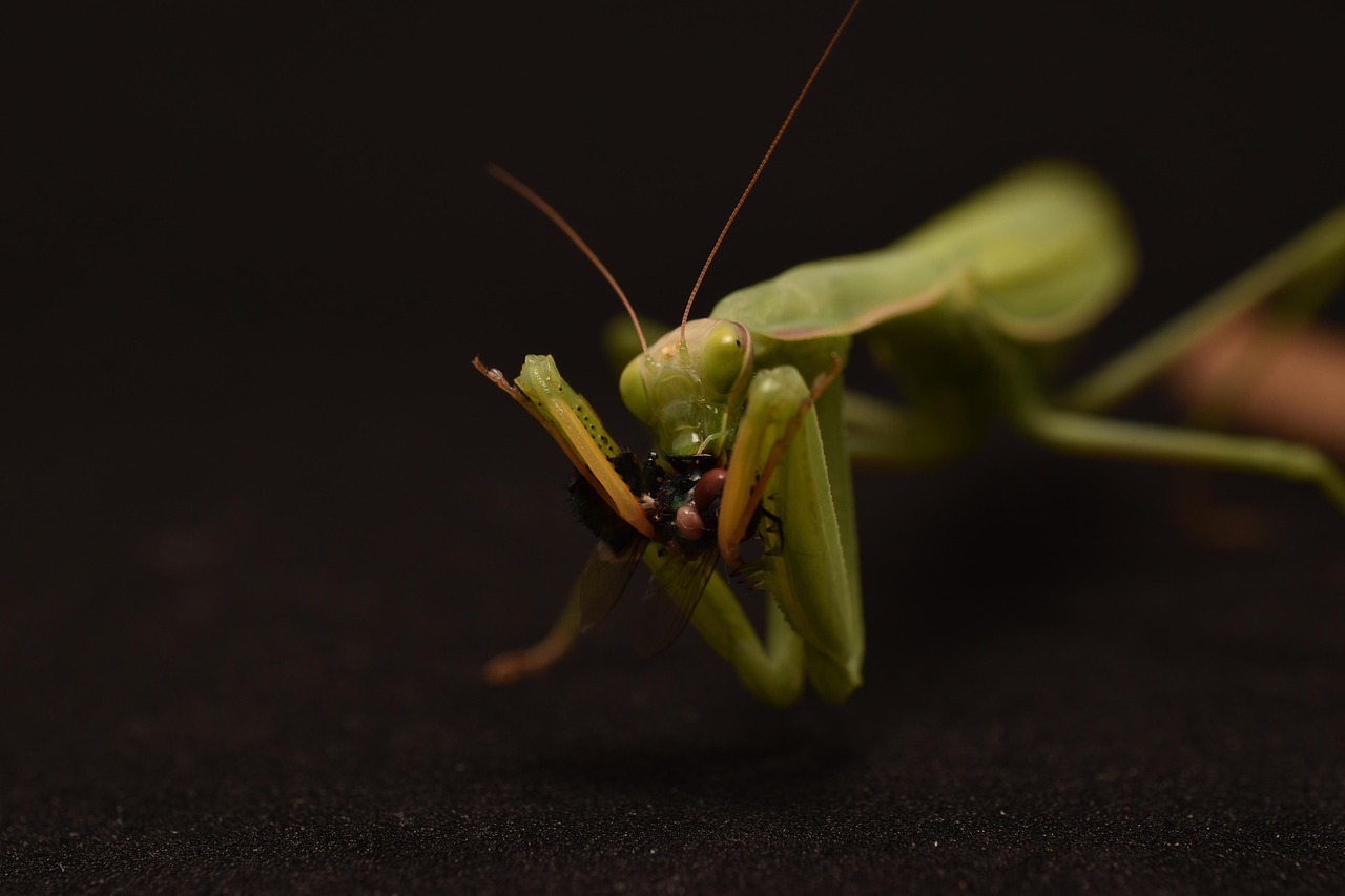 300+ Free Praying Mantis & Mantis Images - Pixabay