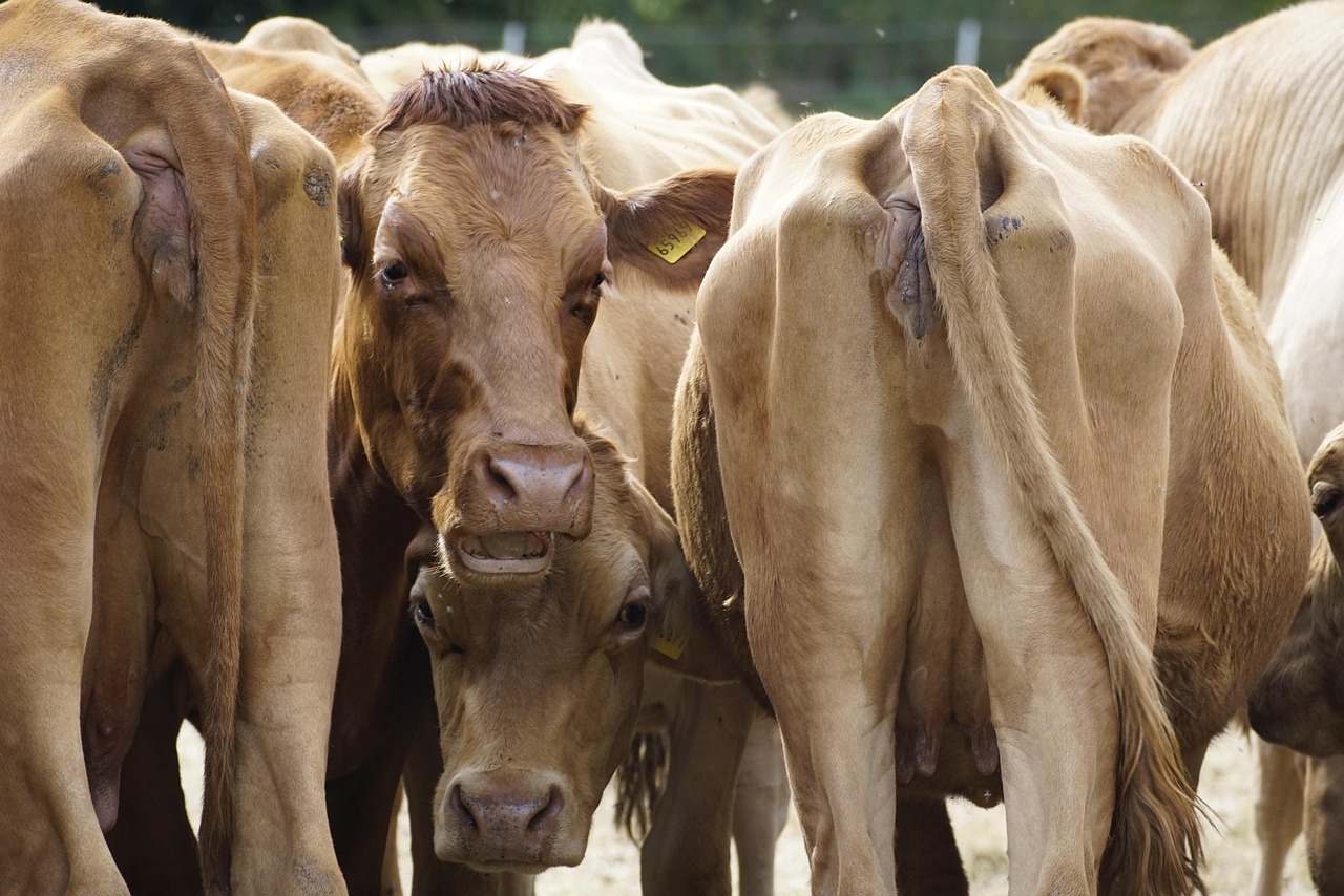 Cows Herd Animals - Free photo on Pixabay