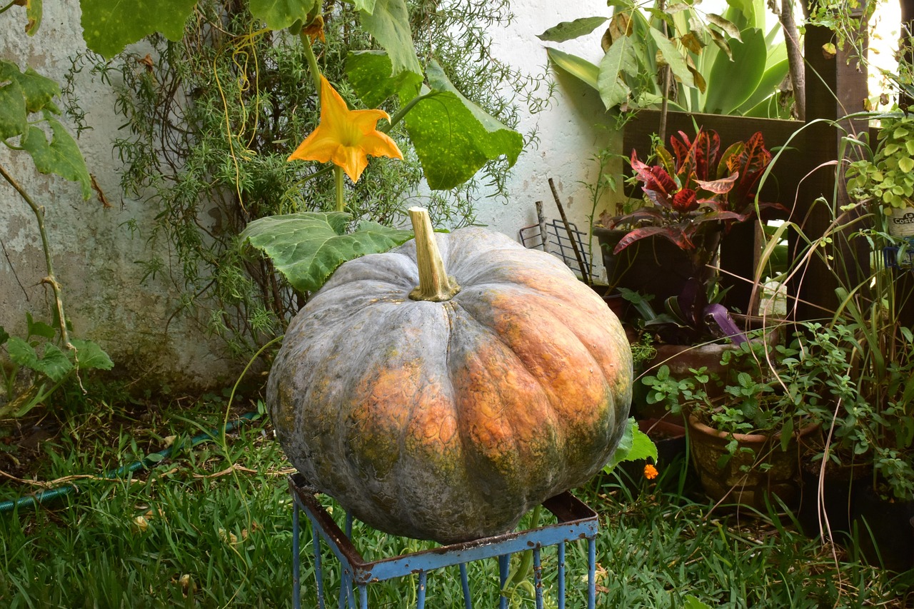Citrouille Automne Plante - Photo gratuite sur Pixabay - Pixabay
