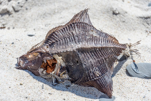 Peixe Encalhado Secou - Foto gratuita no Pixabay - Pixabay