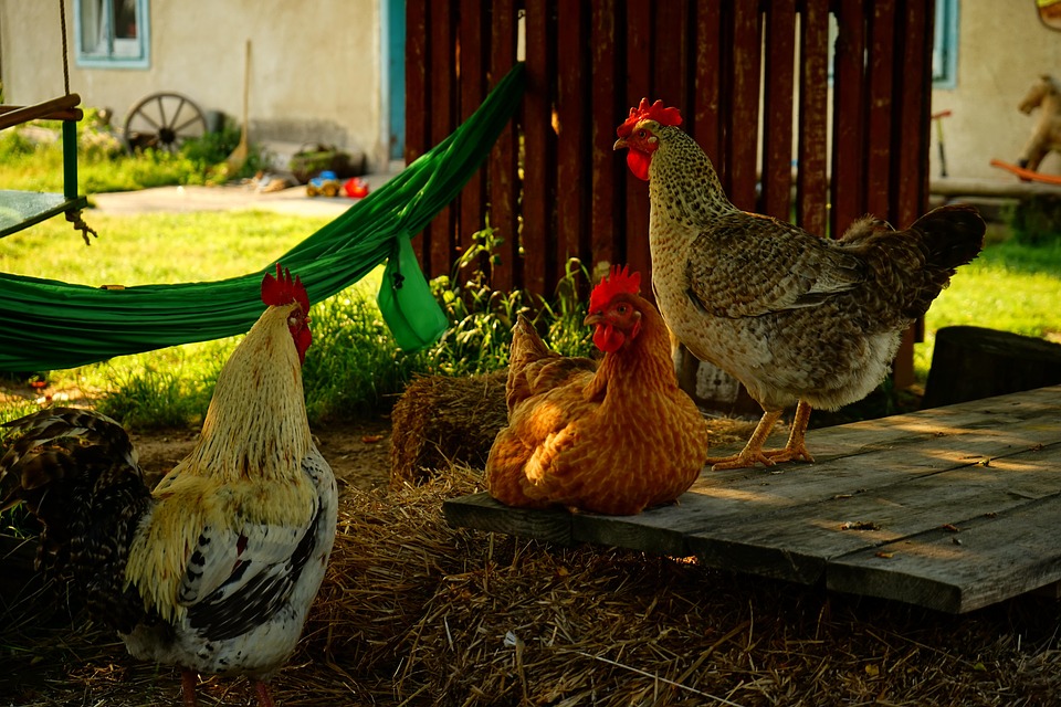 Farm Chickens Hens - Free photo on Pixabay