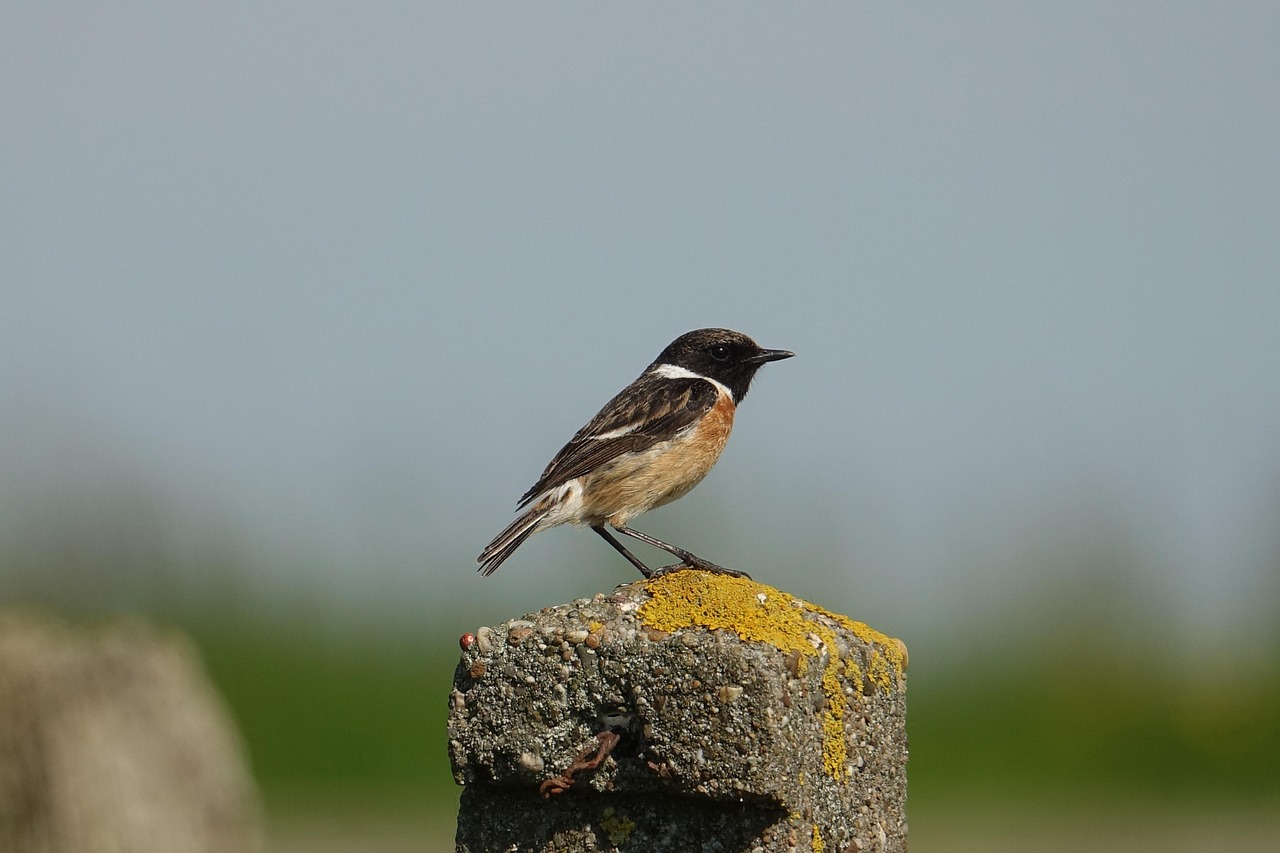 Peste 200.000 de imagini gratuite cu Sâni Mari și Natura - Pixabay