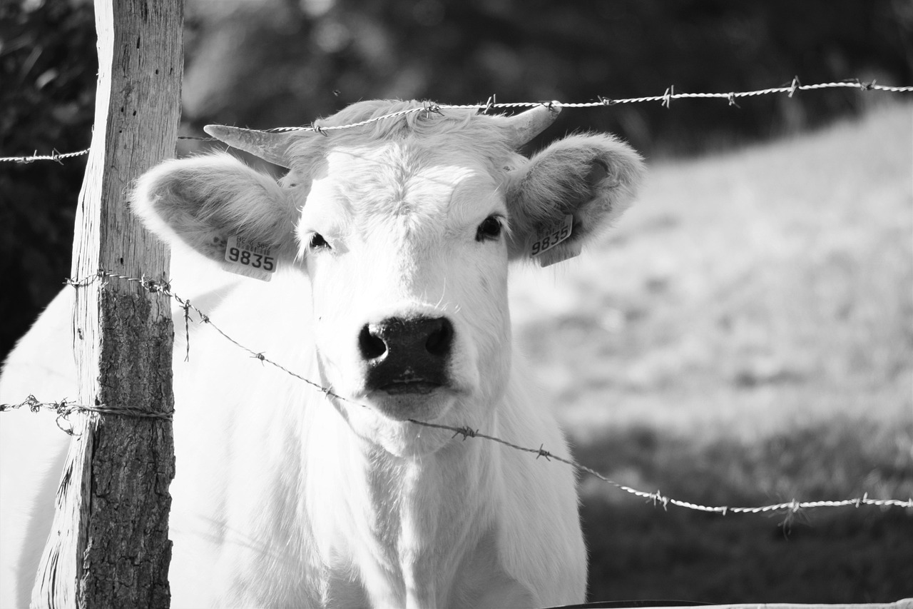 Kuh Stier Bauernhof - Kostenloses Foto auf Pixabay - Pixabay