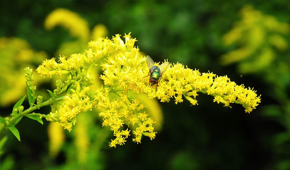 Insecto Vara De Oro Flores - Foto gratis en Pixabay - Pixabay
