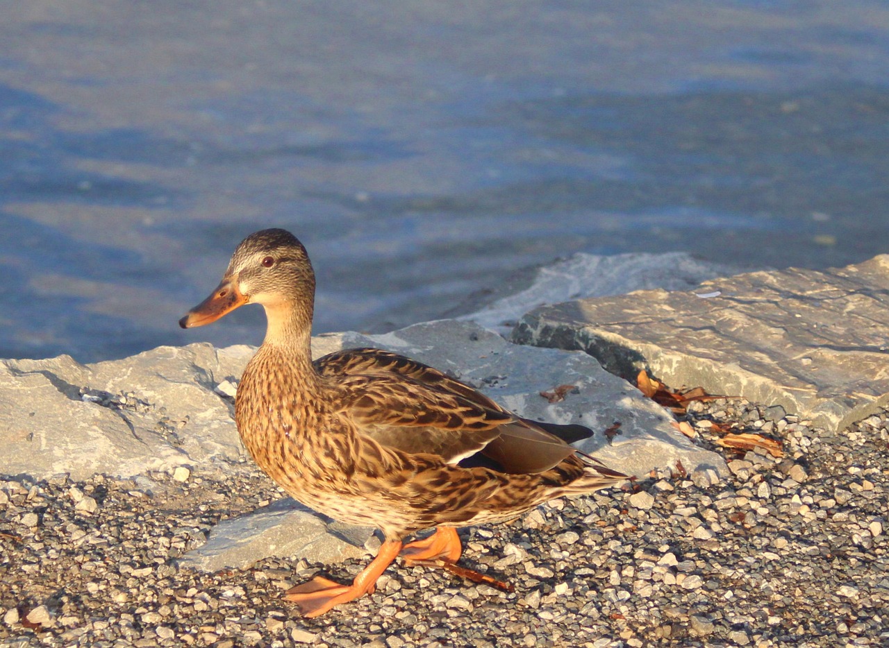 Mallard Riverbank Waters Water - Free photo on Pixabay
