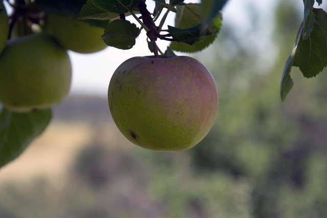 Apfel Apfelbaum Obst - Kostenloses Foto auf Pixabay - Pixabay