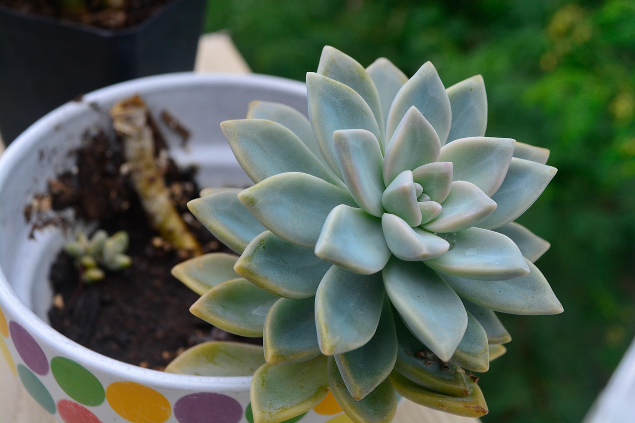 Succulent Jade Cactus Pot - Free photo on Pixabay - Pixabay