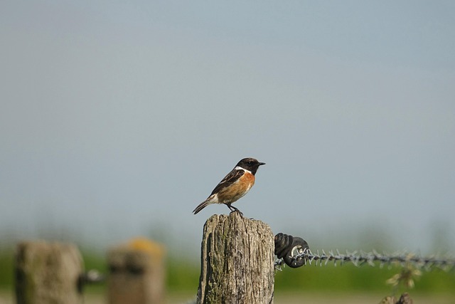 Red-Breasted Stonechat Songbird - Free photo on Pixabay