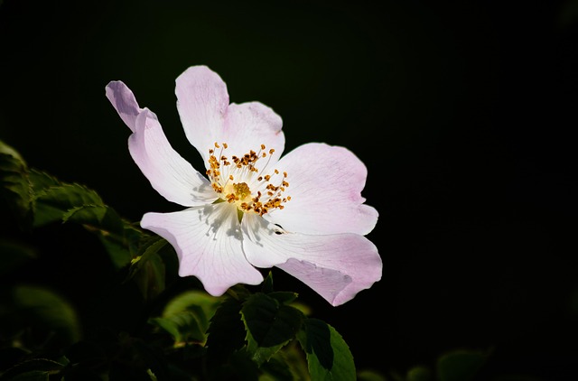 Flor Planta Rosa Mosqueta - Foto gratuita no Pixabay - Pixabay